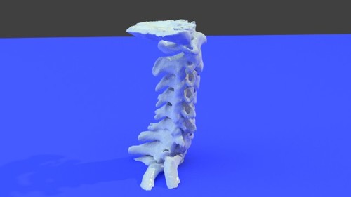 cervical spine STL file - Spine and Pelvis - embodi3D.com