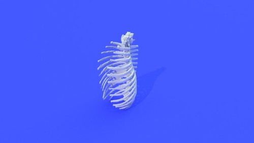 Ribcage and thorax of a dog - Dogs - embodi3D.com