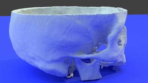 Base of the skull, STL file - Skull and Face - embodi3D.com