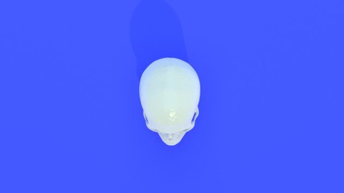 Skull without teeth - Skull and Face - embodi3D.com