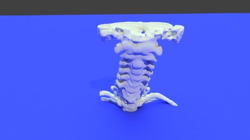 Cervical spine - Spine and Pelvis - embodi3D.com