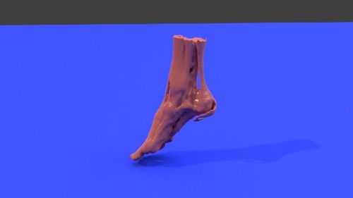 Normal Right Foot and Ankle Muscle Model 3D Printable STL File ...