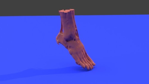 Normal Right Foot and Ankle Muscle Model 3D Printable STL File ...