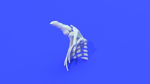 Right Shoulder Joint 3D Printable STL File Converted From CT Scan ...
