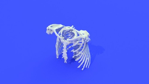 Chest wall - Bone model STL file from converted CT scan - Thorax and ...