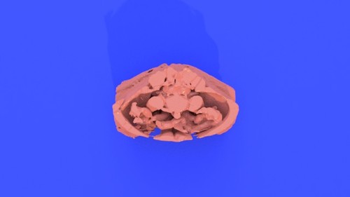 Pelvic Bones (female pelvis) - Muscle model STL file from converted CT ...
