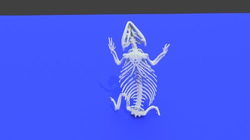 Bearded Dragon CT Scan - stl file processed - democratiz3D® Processing ...