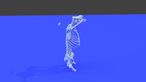 BONES!!! - stl file processed - Whole body - embodi3D.com