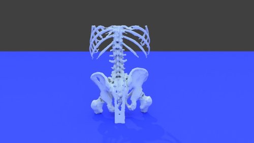 abdomen scans - stl file processed - Abdomen and Pelvis CTs - embodi3D.com