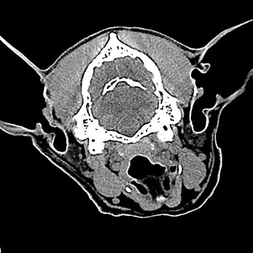dexter - Veterinary scans - embodi3D.com