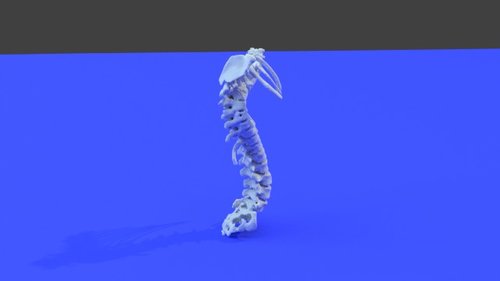 Spine - stl file processed - Spine and Pelvis - embodi3D.com