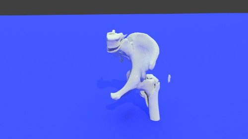 CT Scan high - stl file processed - Spine and Pelvis - embodi3D.com