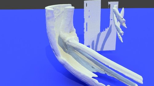 series1 - stl file processed - Extremity, Upper (Arm) - embodi3D.com