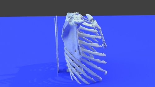sample - stl file processed - Thorax and Ribs - embodi3D.com