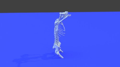 Ct scan test - stl file processed - Whole body - embodi3D.com