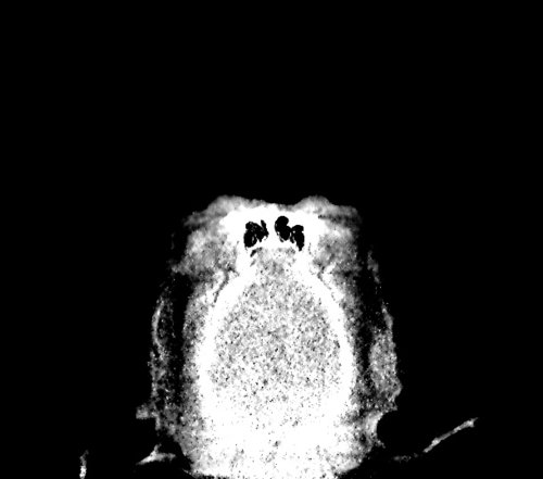 Milo Sarratt skull #2 - Veterinary scans - embodi3D.com