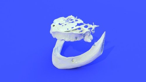 Teste 1 - stl file processed - Dental, Orthodontic, Maxillofacial ...