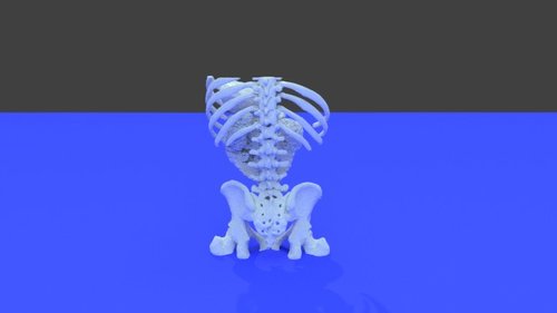 CT Scan - stl file processed - Spine and Pelvis - embodi3D.com