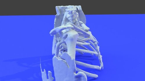 hand and tibia - stl file processed - Thorax and Ribs - embodi3D.com