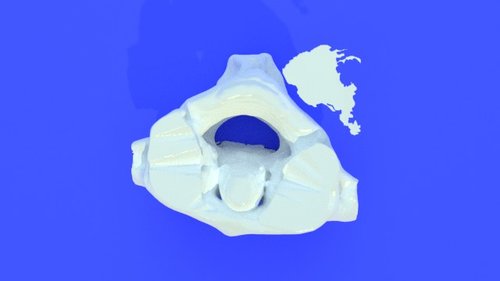 Cervical spine - stl file processed - Spine and Pelvis - embodi3D.com