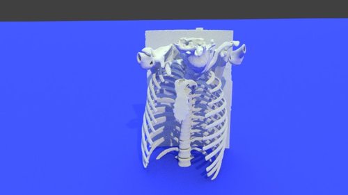 test file - stl file processed - Thorax and Ribs - embodi3D.com