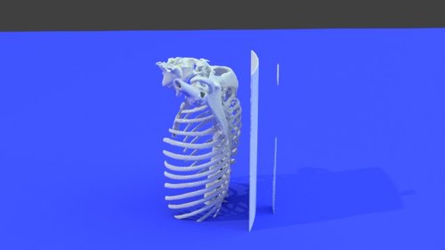 test file - stl file processed - Thorax and Ribs - embodi3D.com