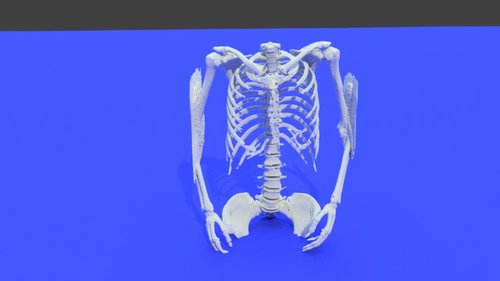 female_pelvis - stl file processed - Thorax and Ribs - embodi3D.com