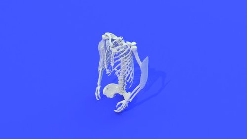 female_pelvis - stl file processed - Thorax and Ribs - embodi3D.com