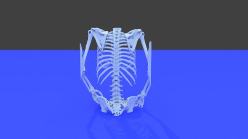 female_pelvis - stl file processed - Thorax and Ribs - embodi3D.com
