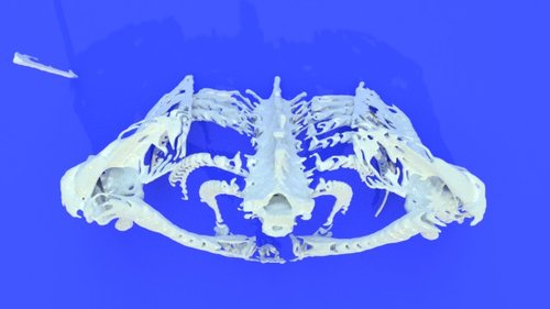 Maritz - stl file processed - Extremity, Upper (Arm) - embodi3D.com