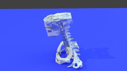 scan Neck - stl file processed - Spine and Pelvis - embodi3D.com