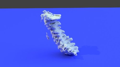 Cervicale - stl file processed - Spine and Pelvis - embodi3D.com