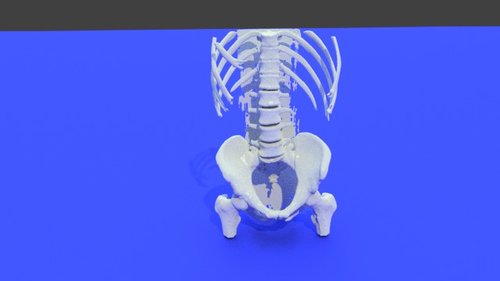 Lumbar CT - stl file processed - Spine and Pelvis - embodi3D.com
