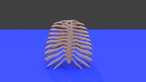 Thorax for 3D printing - Thorax and Ribs - embodi3D.com