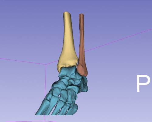 Ankle - Extremity, Lower (Leg) - embodi3D.com