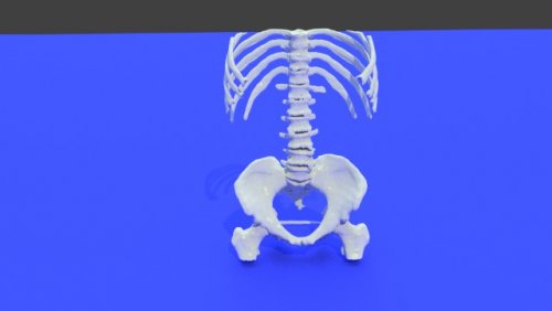 Test CT Scan Thoracic - stl file processed - Spine and Pelvis ...