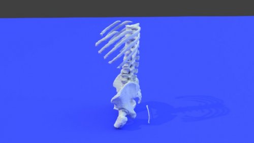 Test CT Scan Thoracic - stl file processed - Spine and Pelvis ...