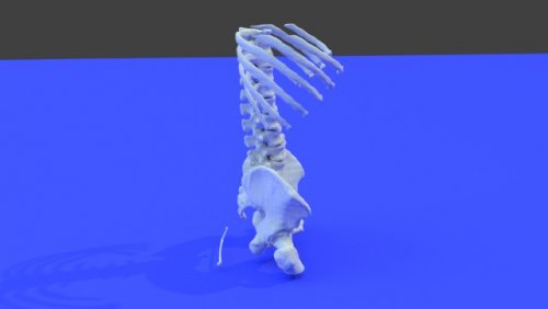 Test CT Scan Thoracic - stl file processed - Spine and Pelvis ...