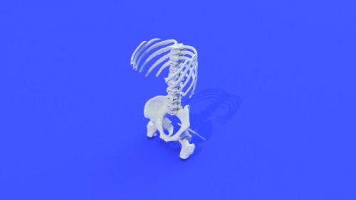 Test CT Scan Thoracic - stl file processed - Spine and Pelvis ...