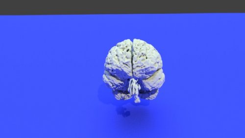 My Brain - stl file processed - Brain - embodi3D.com
