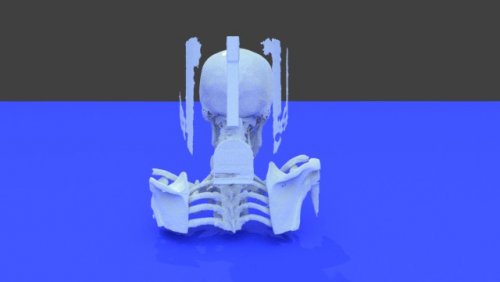 Skull Neck - stl file processed - Skull and Face - embodi3D.com