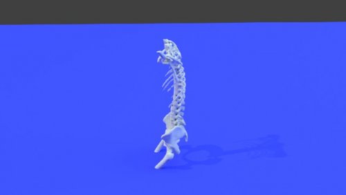 Whole body (Bone) - stl file processed - Whole body - embodi3D.com
