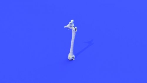 femur bone - stl file processed - Extremity, Lower (Leg) - embodi3D.com