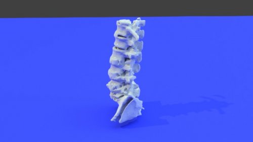 JoeyD Spine - stl file processed - Spine and Pelvis - embodi3D.com