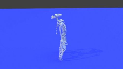 Prostate scan - stl file processed - Whole body - embodi3D.com