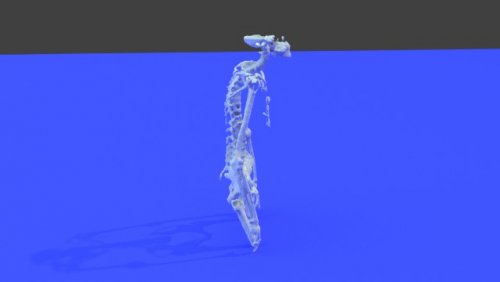 Prostate scan - stl file processed - Whole body - embodi3D.com