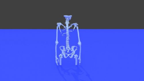 Prostate scan - stl file processed - Whole body - embodi3D.com