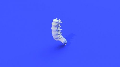SPINE CT SCAN - stl file processed - Spine and Pelvis - embodi3D.com