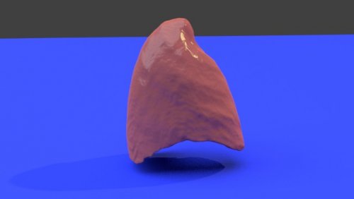 phantom test 3 - stl file processed - Lungs - embodi3D.com