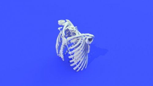CT chest - stl file processed - Thorax and Ribs - embodi3D.com